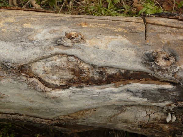 damaged trunk texture 0023 - Texturelib